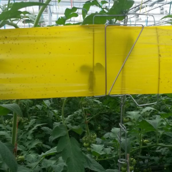 Support Roller Trap large - Artiverde